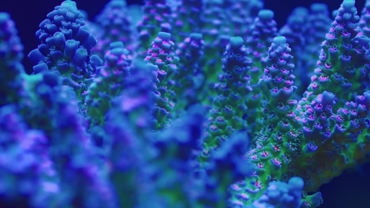 Vibrant Purple Coral Reef - Free Stock Video