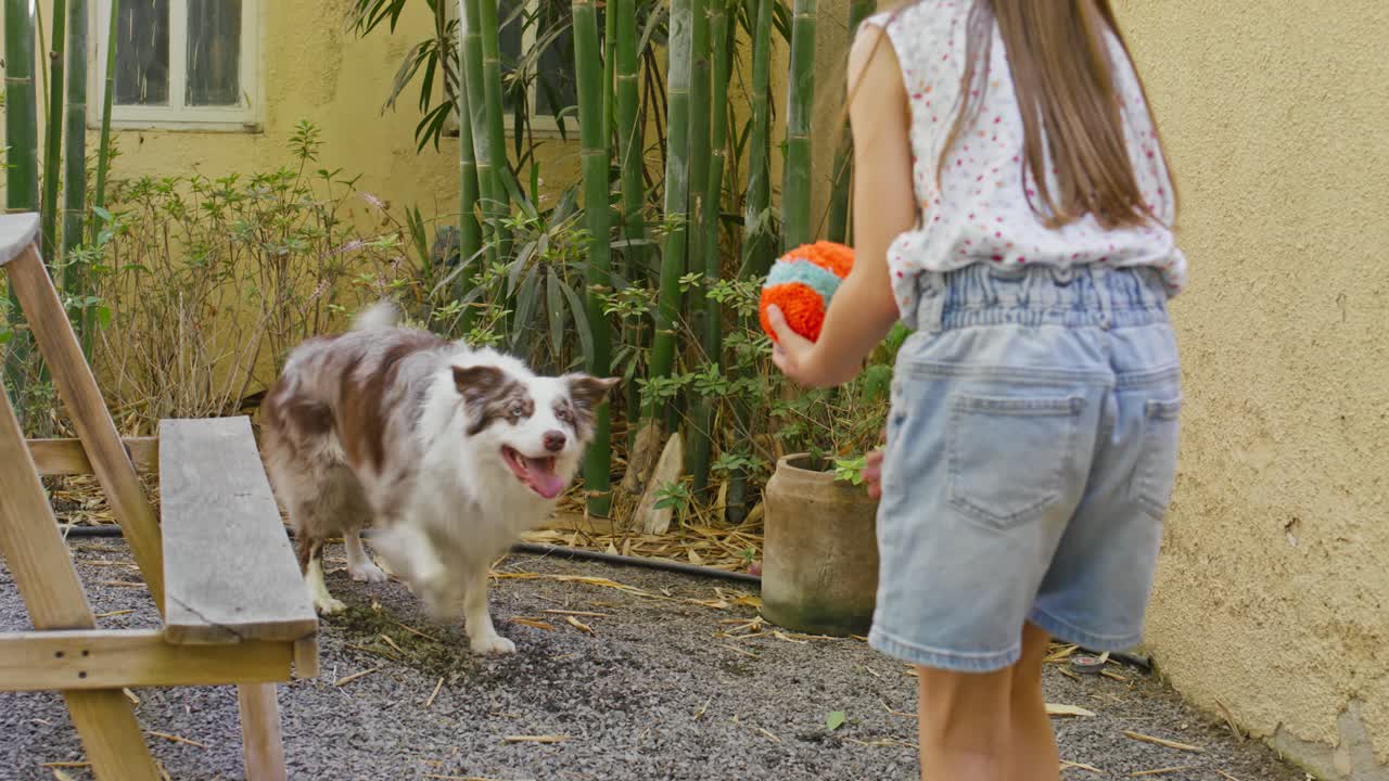 Girl Doing Tricks with Dog - Free Stock Video