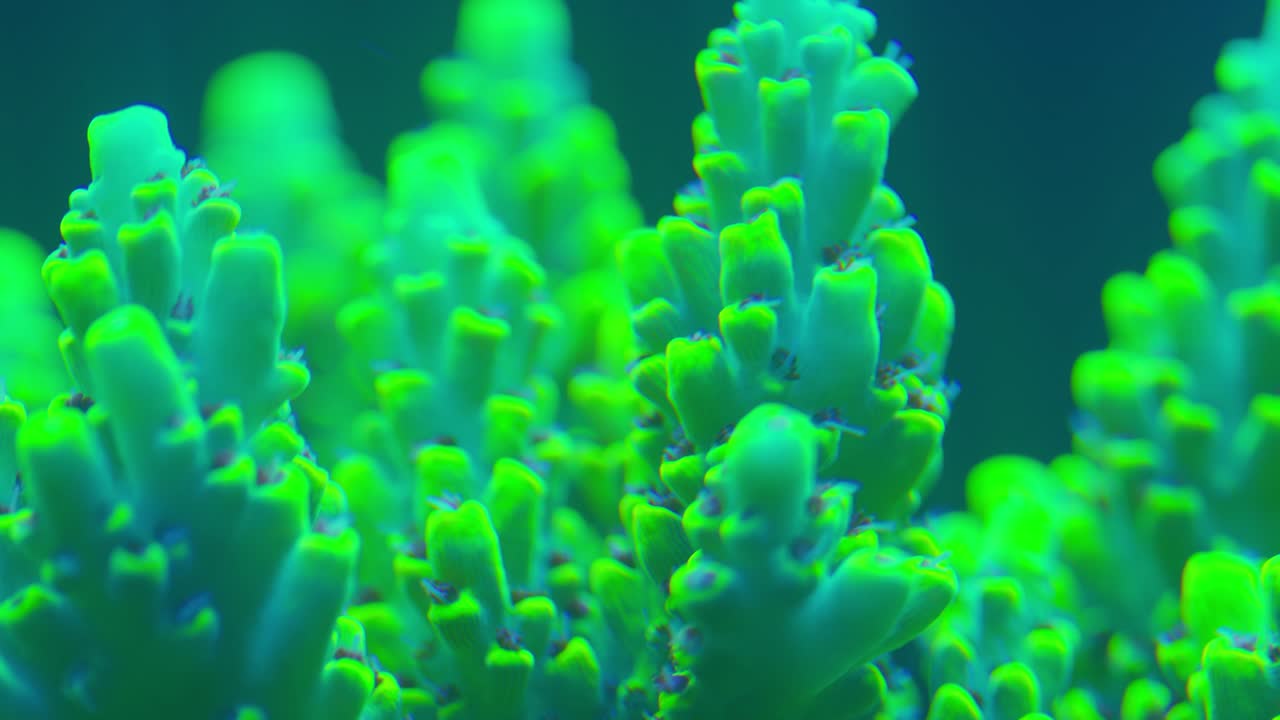 Coral Reef in Vivid Colors - Free Stock Video