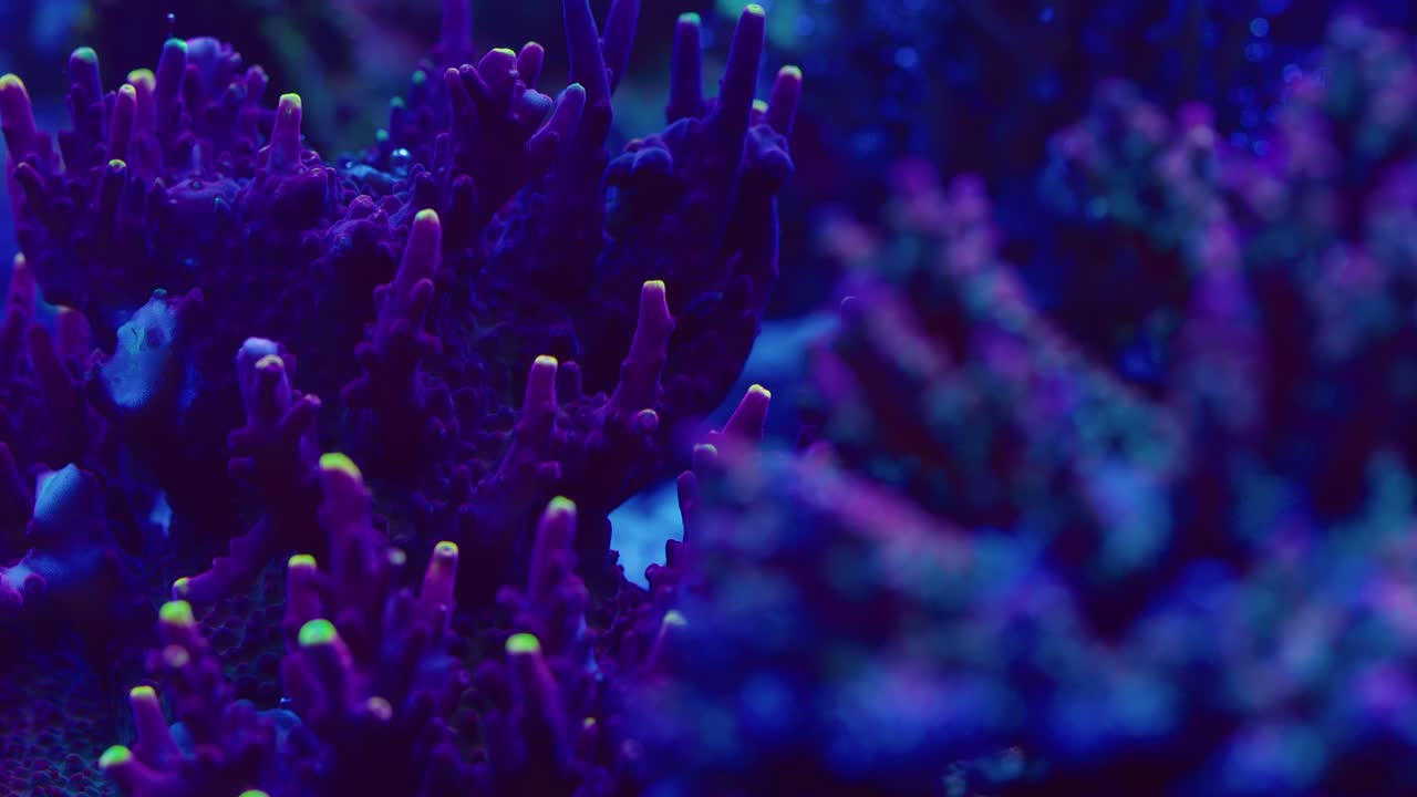 Bright Violet Coral Reef Plant - Free Stock Video