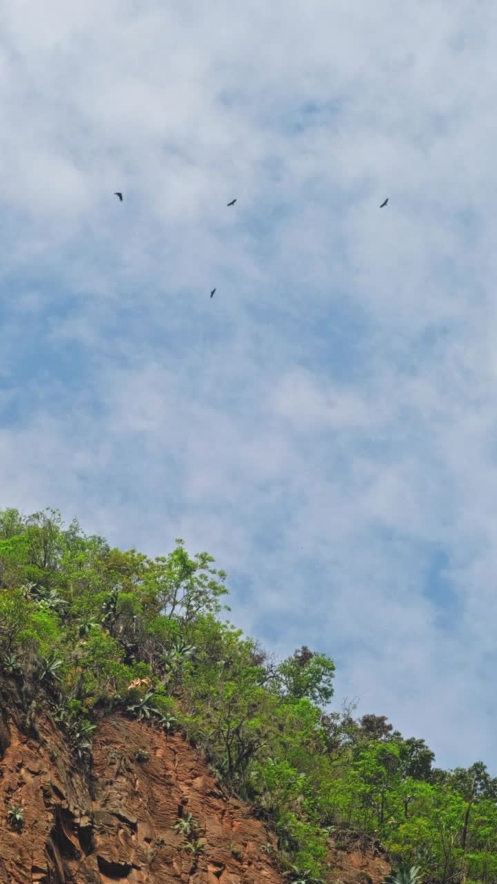 Birds soaring above a rocky cliff and green foliage - Free Stock Video
