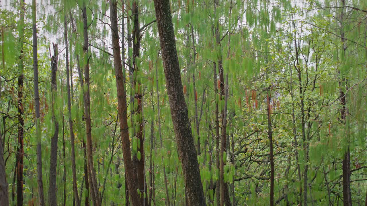 Lush forest with tall, slender trees and vibrant green leaves - Free ...
