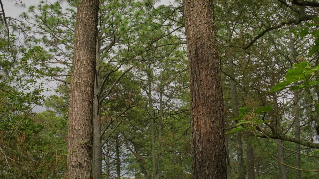 Forest scene with tall trees and green foliage - Free Stock Video