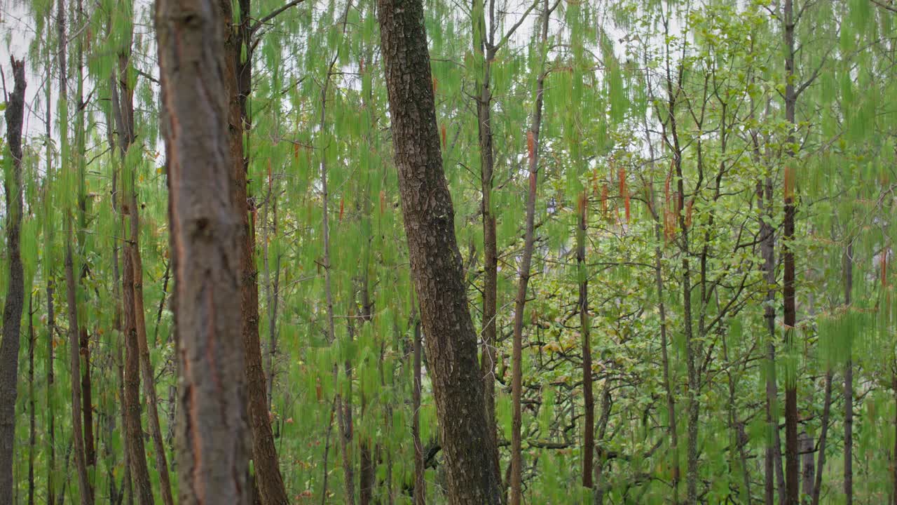 Lush green forest with tall, slender trees - Free Stock Video