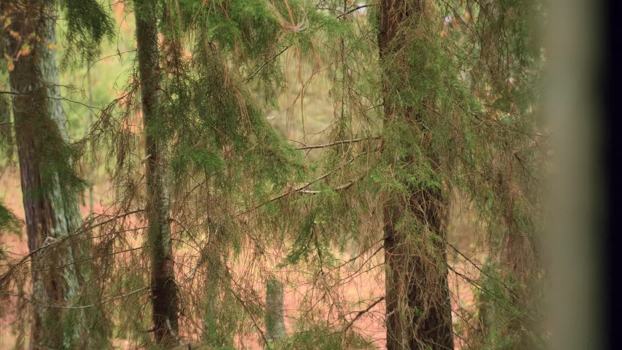 Serene forest with tall evergreen trees - Free Stock Video