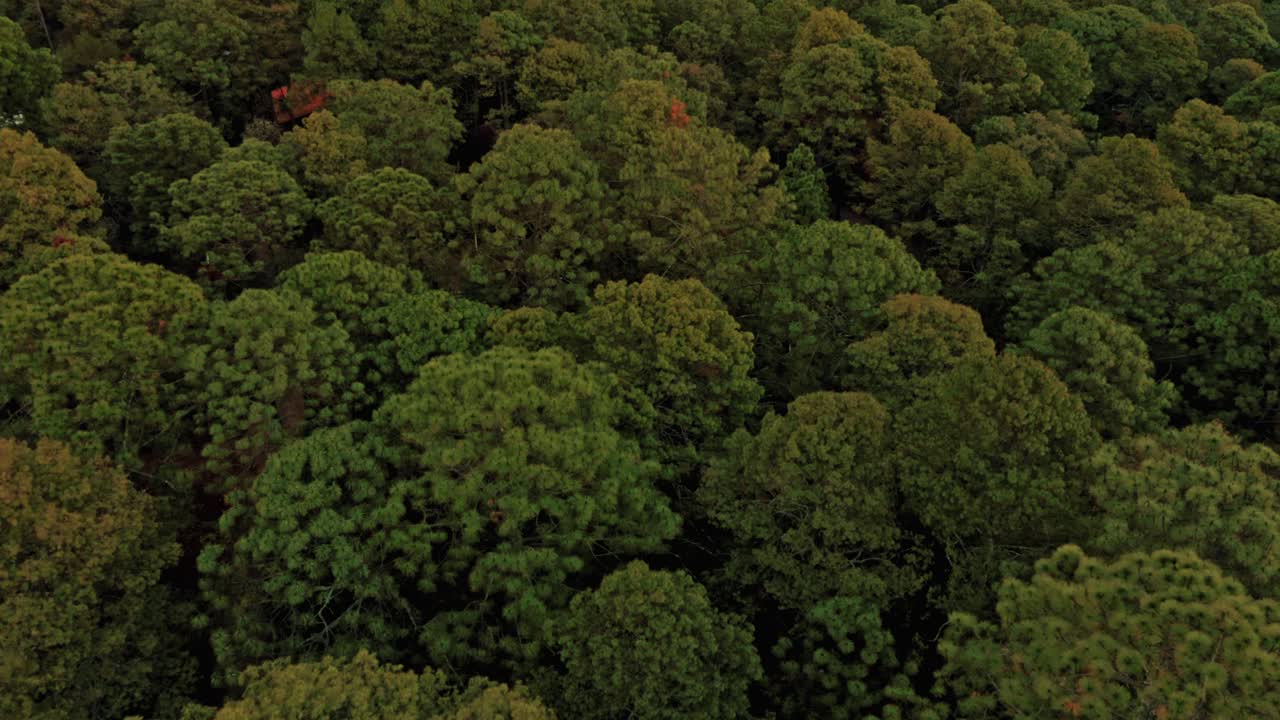 Lush green forest canopy from above - Free Stock Video