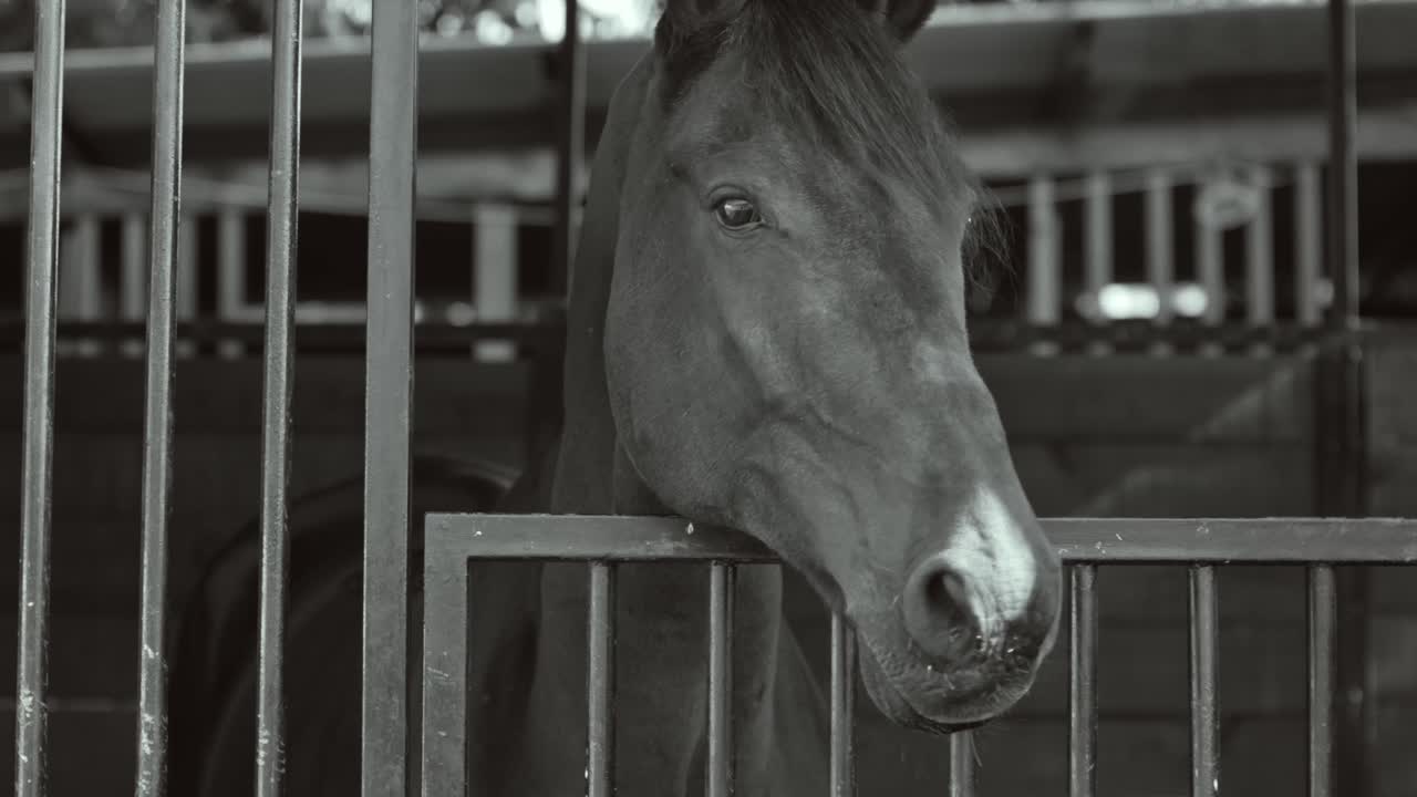 Horse gazing from stable gate - Free Stock Video