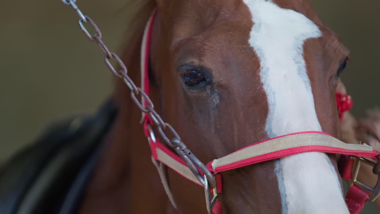 Horse with a red bridle being adjusted - Free Stock Video