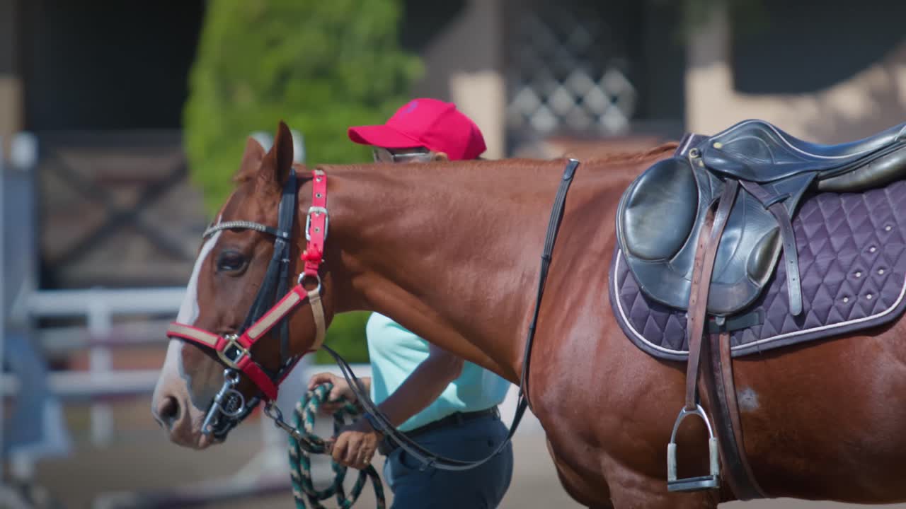 Horse with saddle and rider in helmet outdoors - Free Stock Video