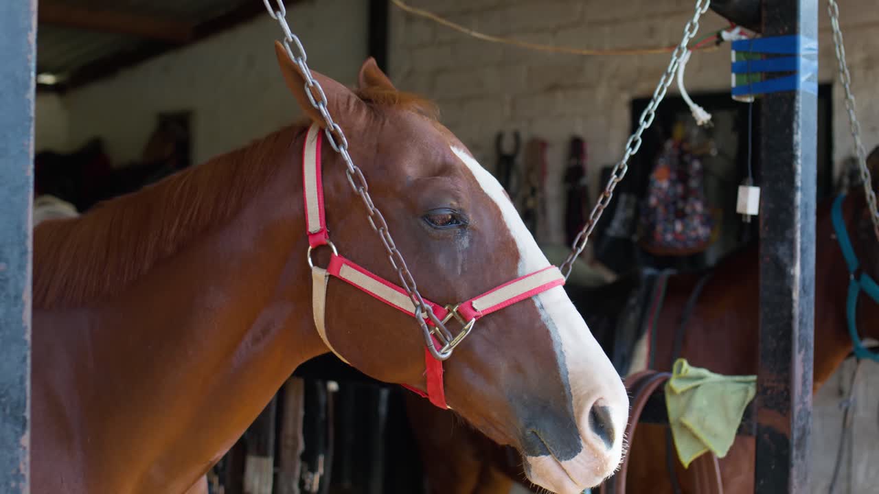 Horses in a stable with saddles and gear - Free Stock Video