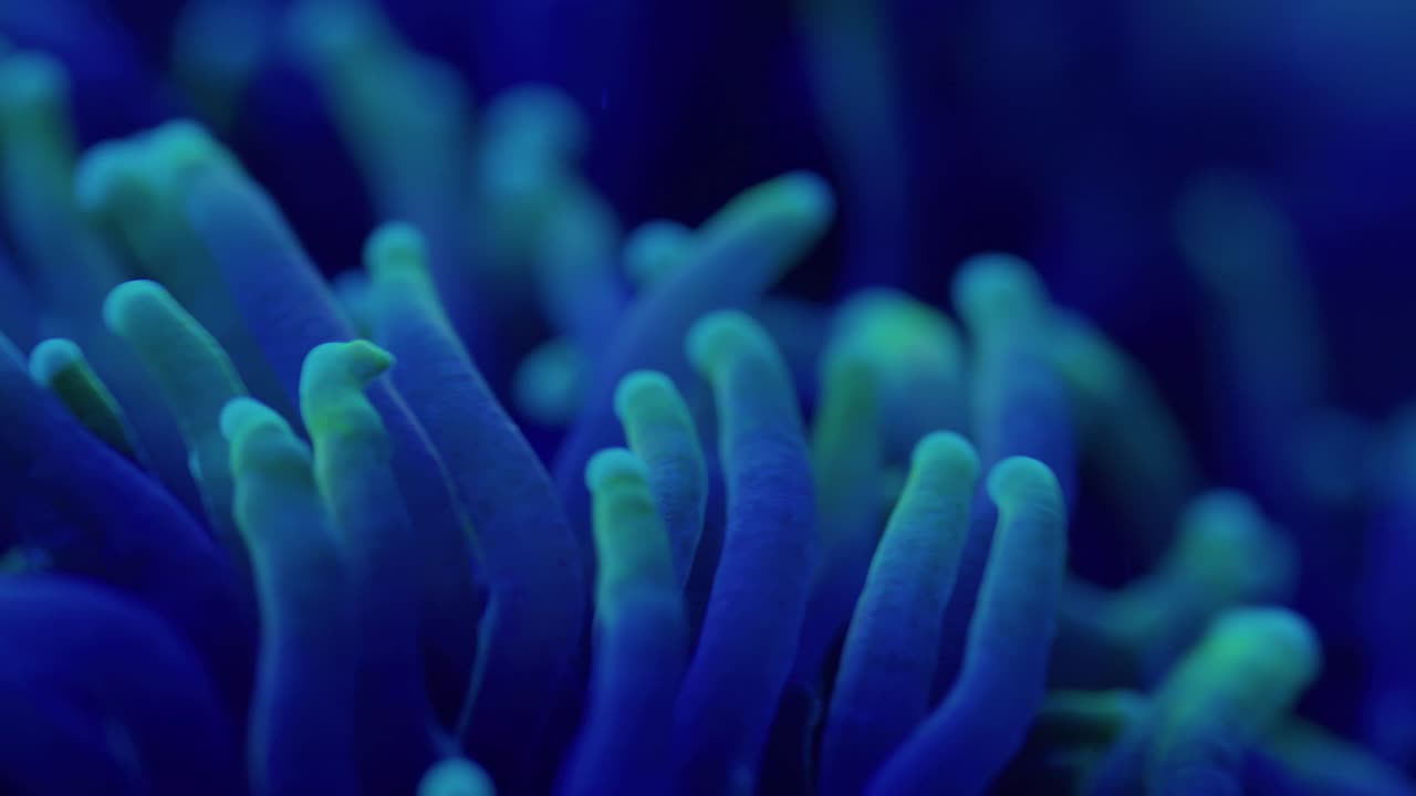 Coral Movement Underwater - Free Stock Video