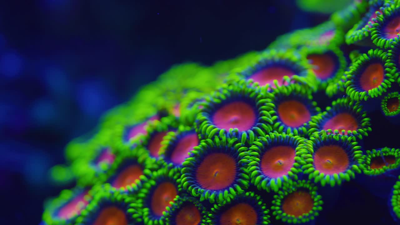 Fluorescent Coral Reef with Vibrant Colors - Free Stock Video