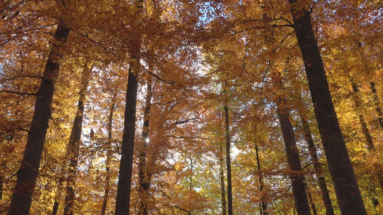 Leaves falling from autumn trees - Free Stock Video