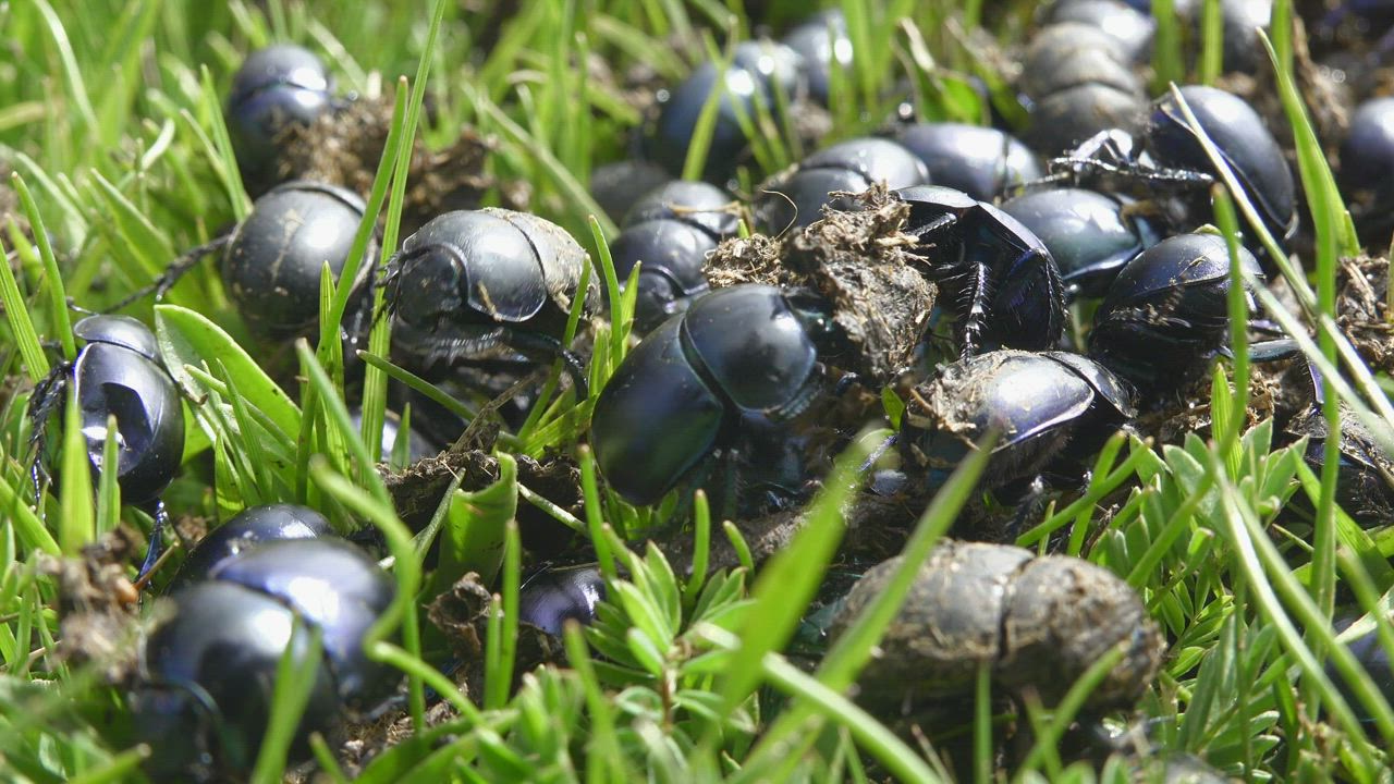 A crowd of beetles on the green grass - Free Stock Video