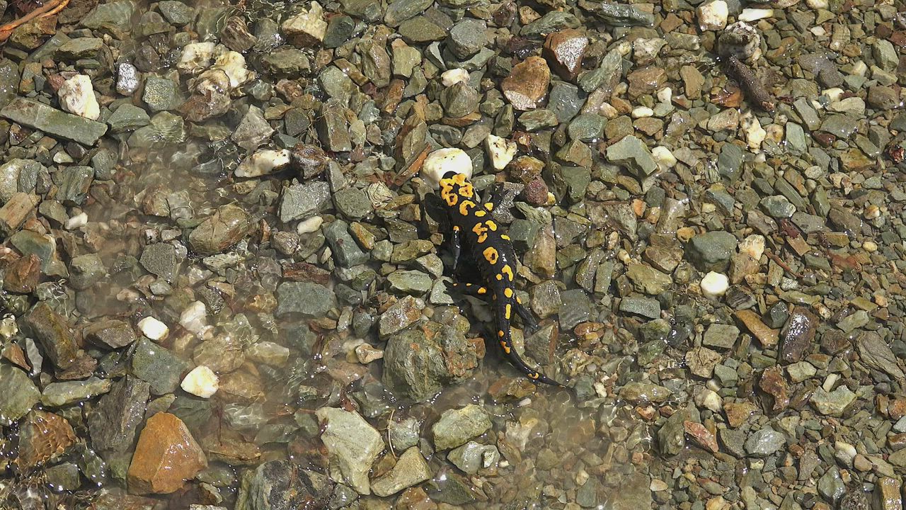 Reptile walking in a stone field - Free Stock Video