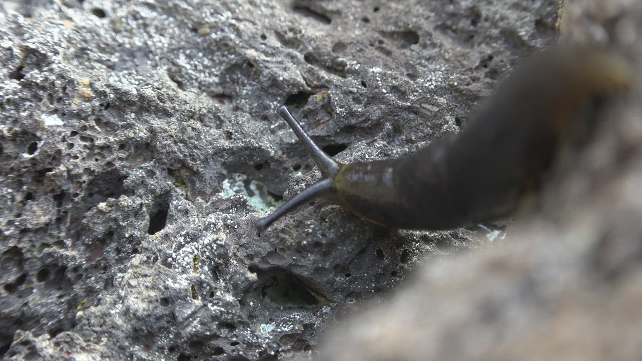 Slug crawling on a rock - Free Stock Video