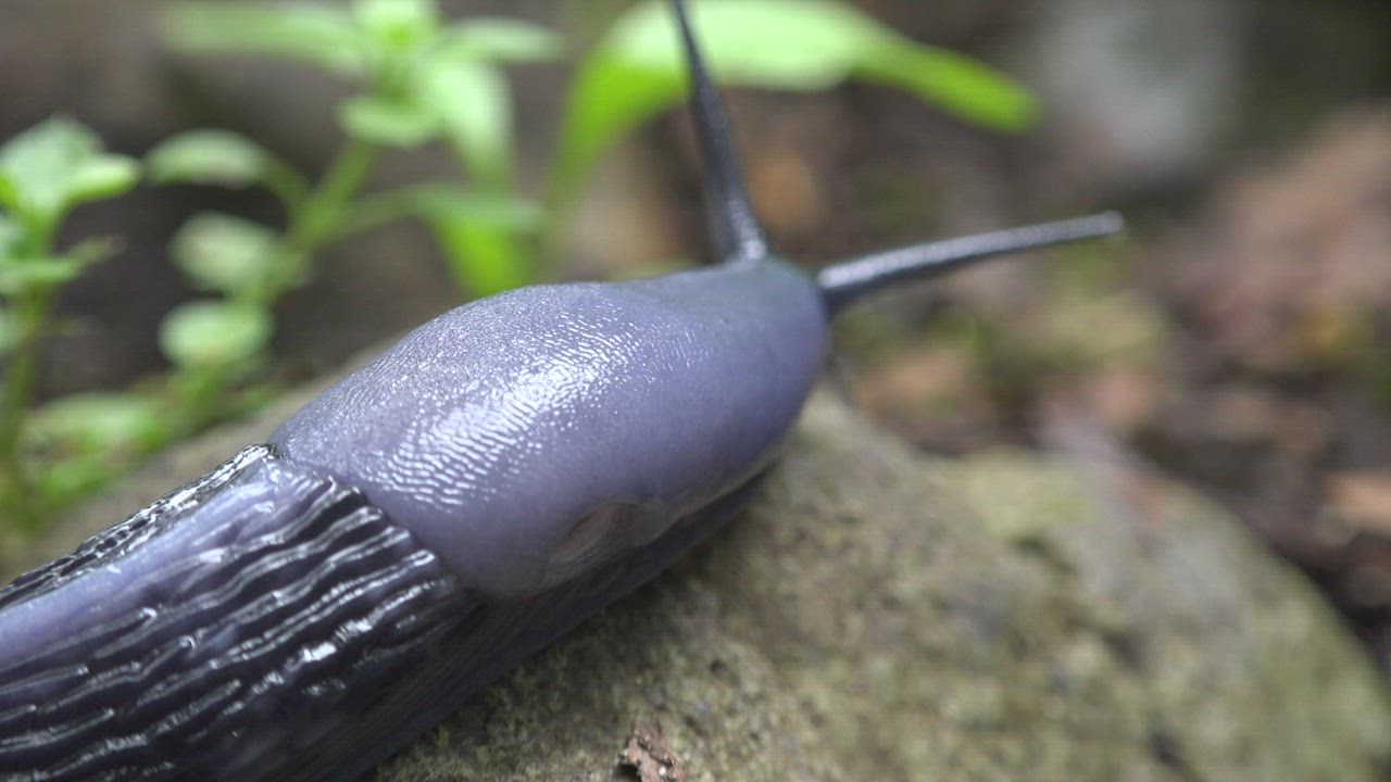 Black slug crawling on a rock - Free Stock Video
