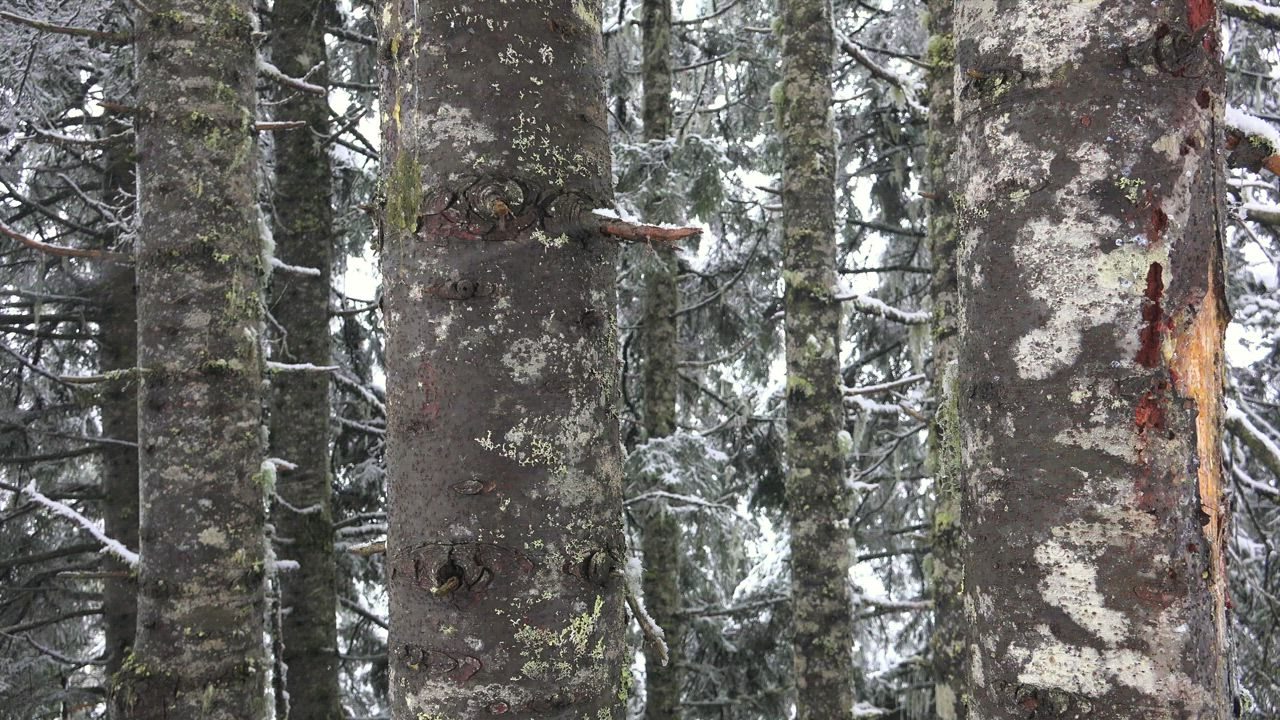 Inside a snowy forest - Free Stock Video