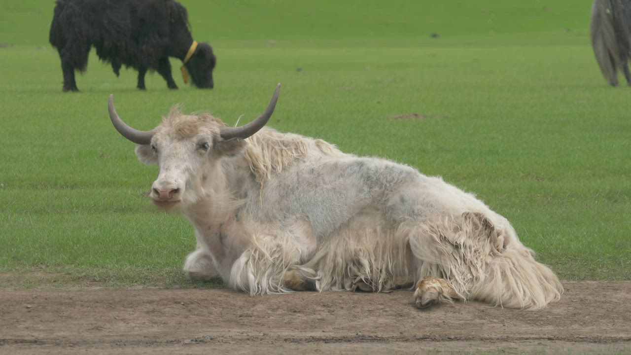 White bull resting in the ground - Free Stock Video
