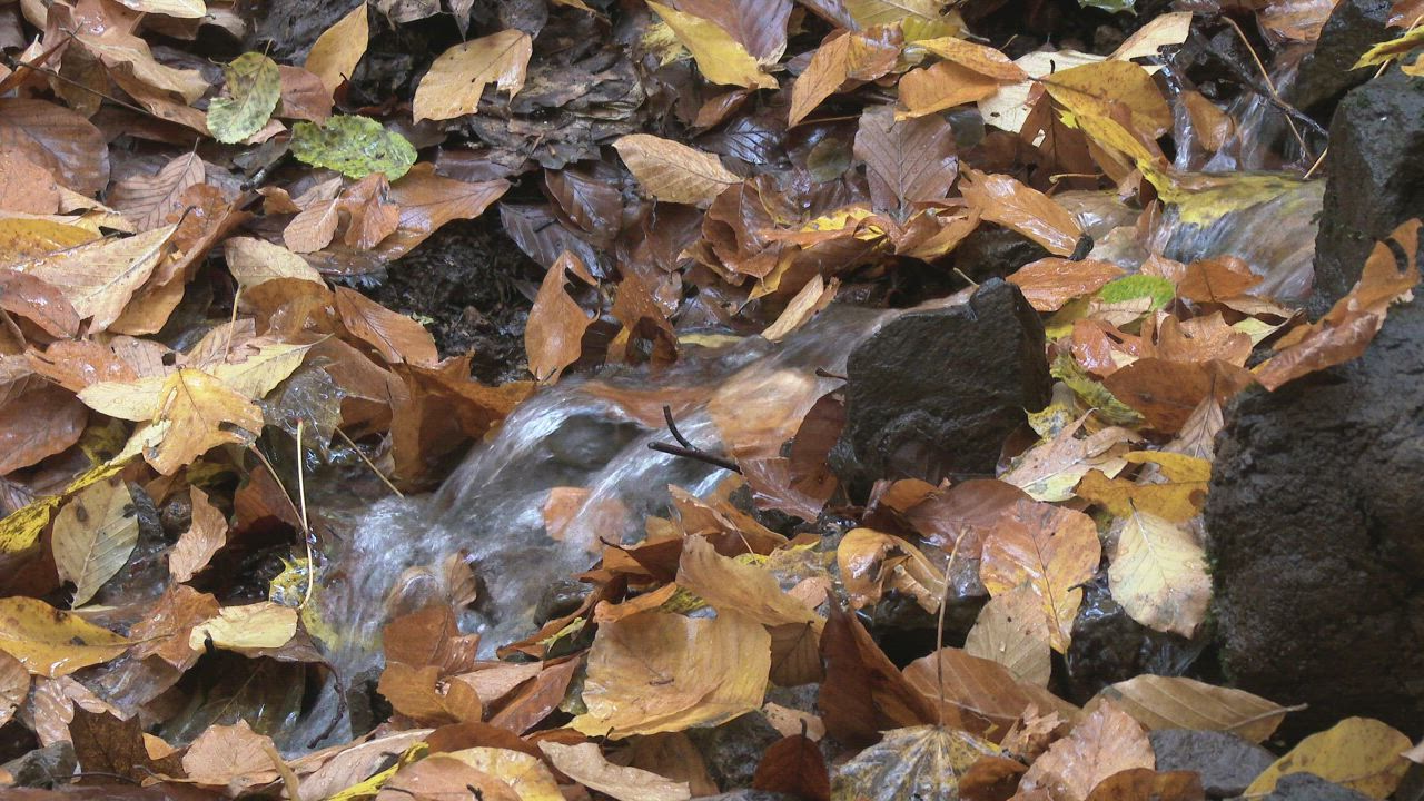 Water flowing between autumn leaves - Free Stock Video