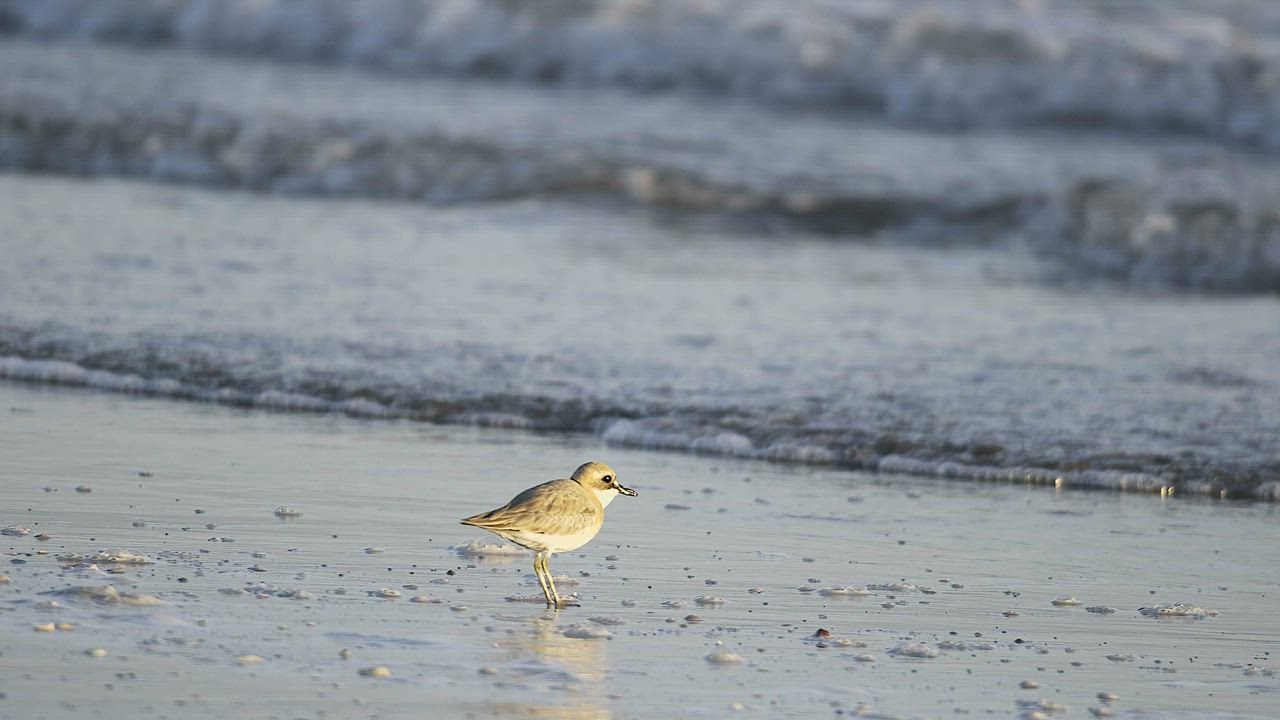 Bird eating in the beach - Free Stock Video