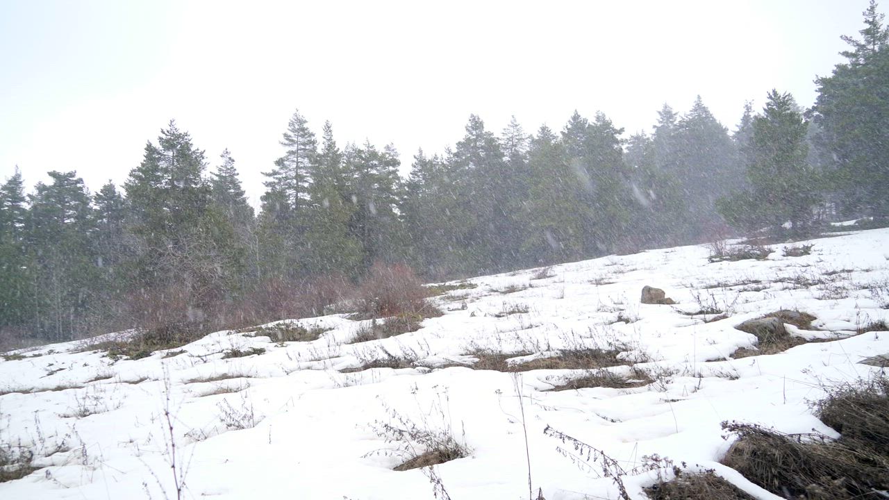 Heavy snow falling in the forest - Free Stock Video