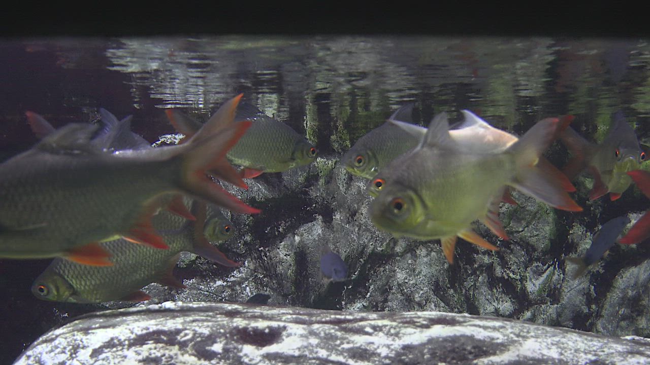 A flock of fish in the water - Free Stock Video