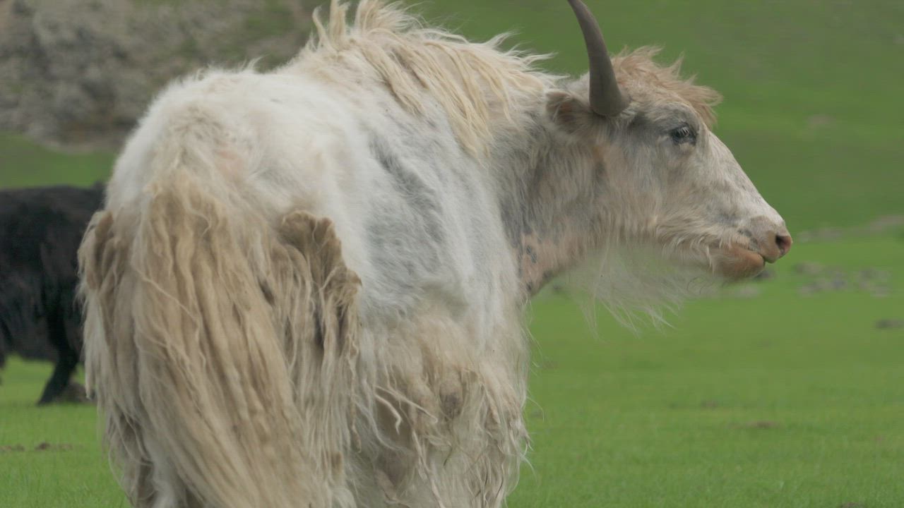 White horned ox grazing in the valley - Free Stock Video