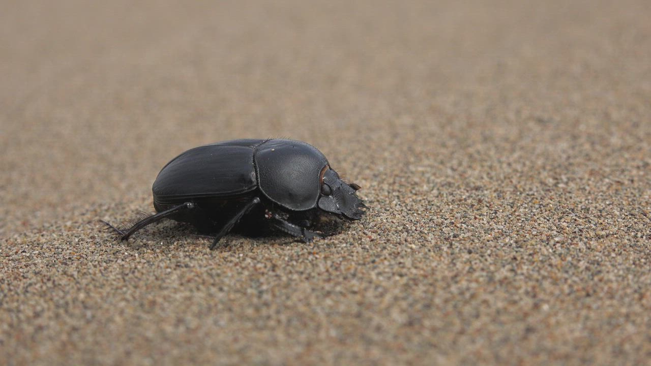 Beetle in the sand - Free Stock Video