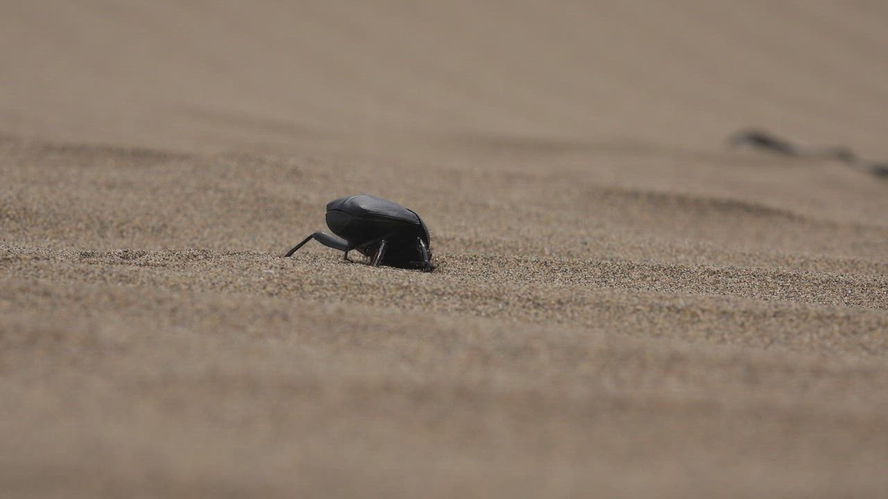 A beetle digging in the sand - Free Stock Video