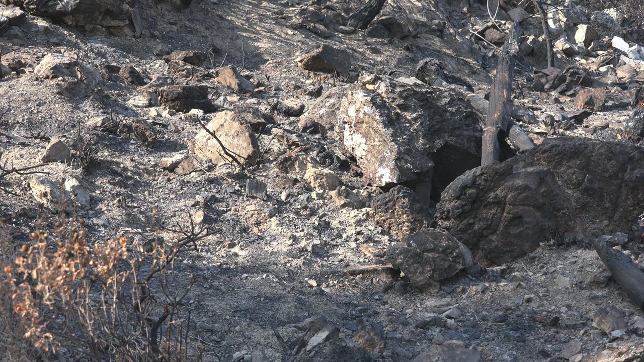 Forest soil after the fire - Free Stock Video
