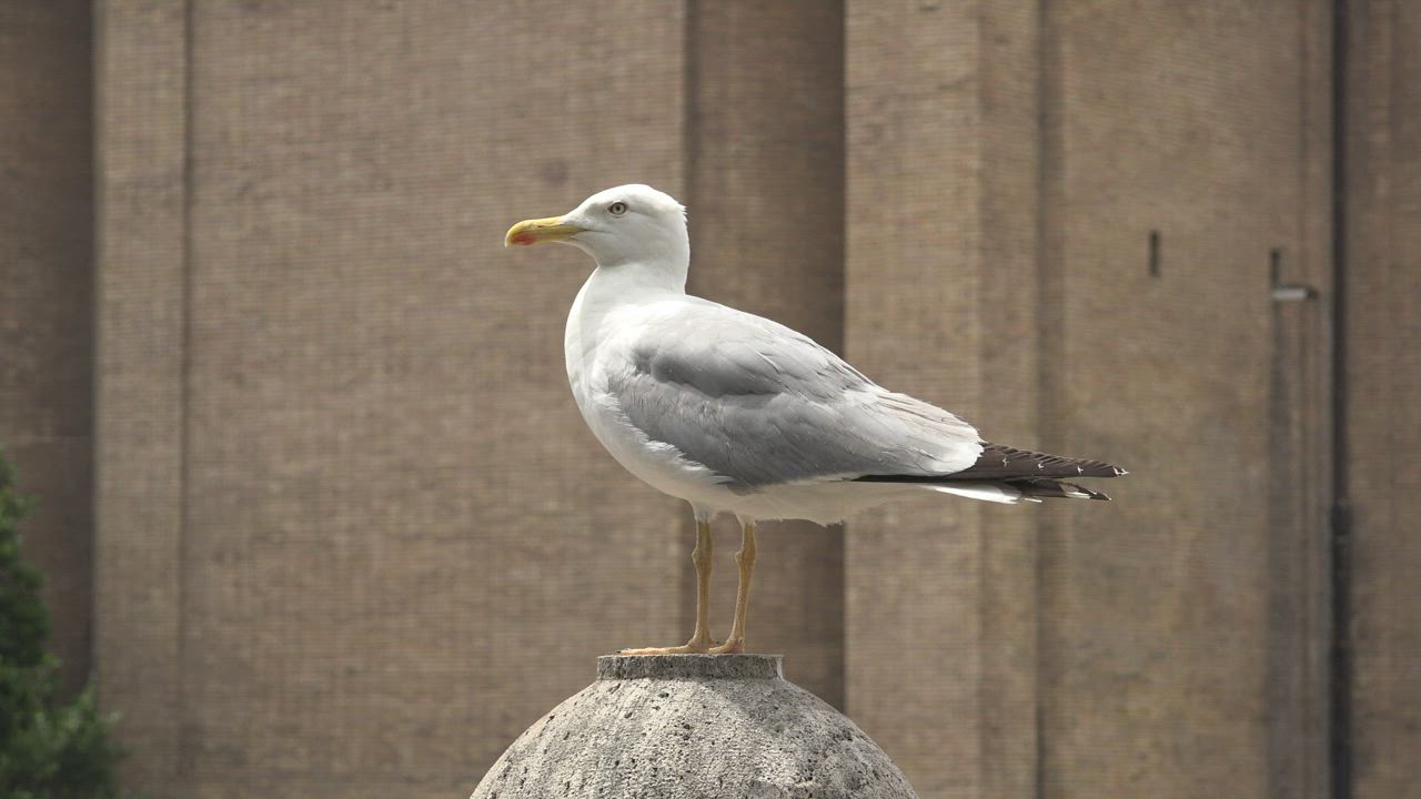 Seagull standing on a concrete ball - Free Stock Video