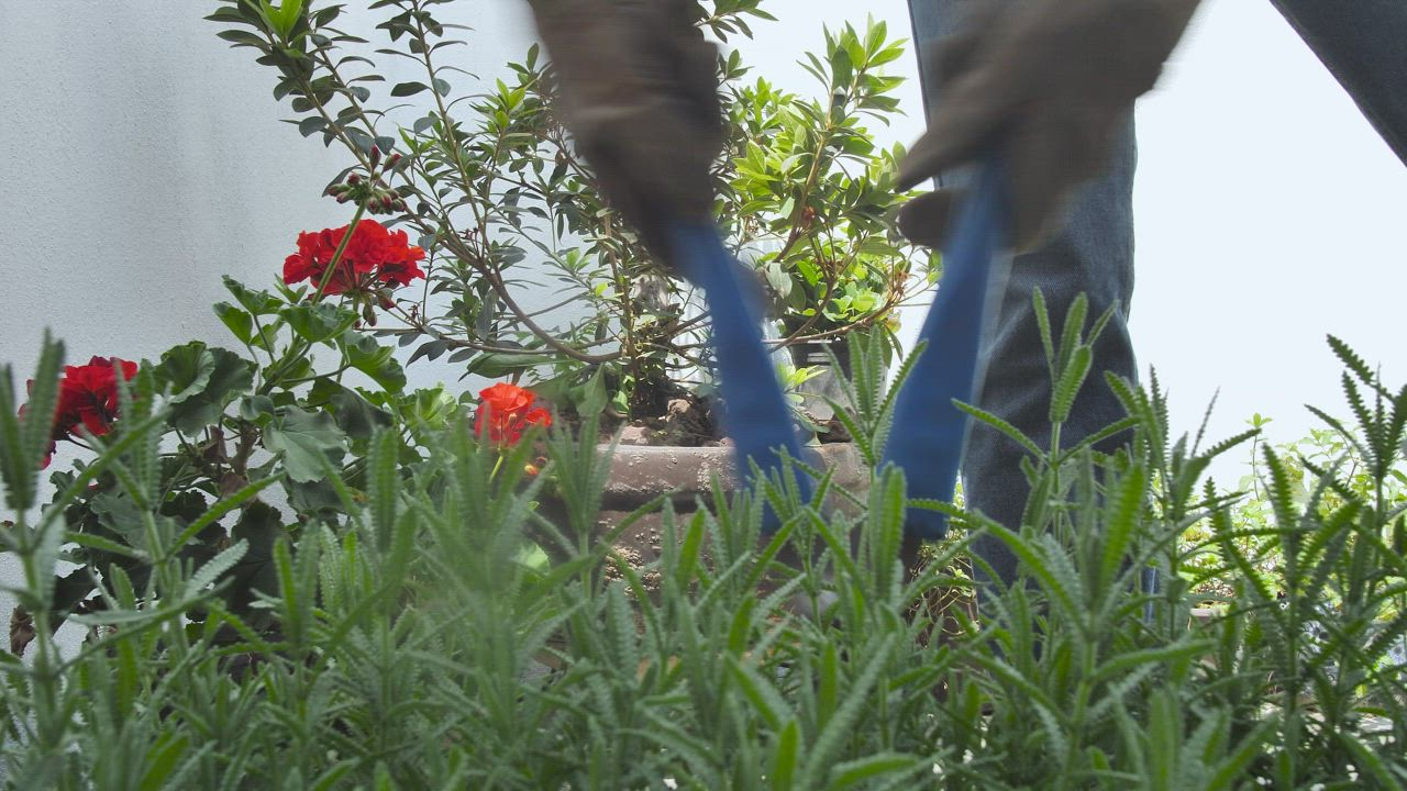 Gardener fixing a bush in a garden - Free Stock Video