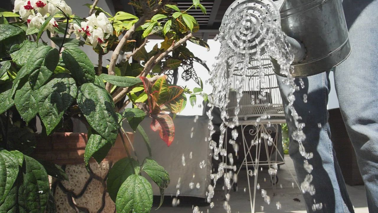 Person watering plants in a garden - Free Stock Video