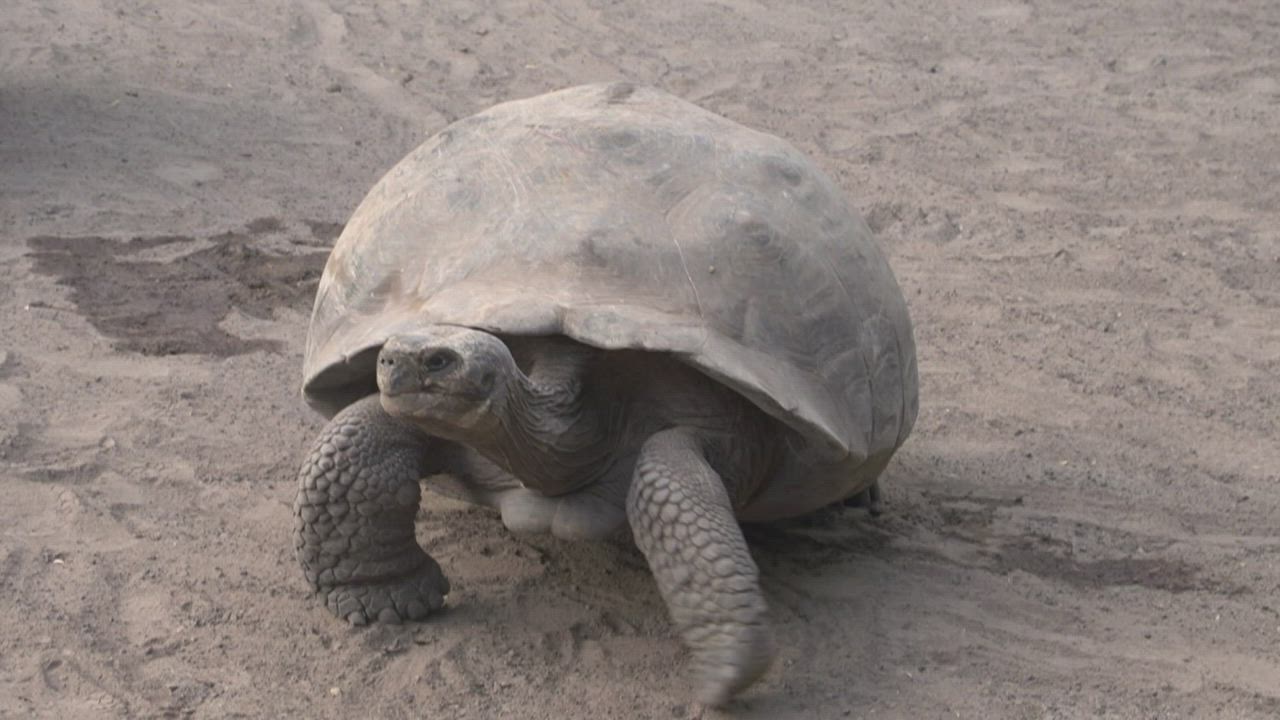 Galapagos tortoise fighting on the ground - Free Stock Video