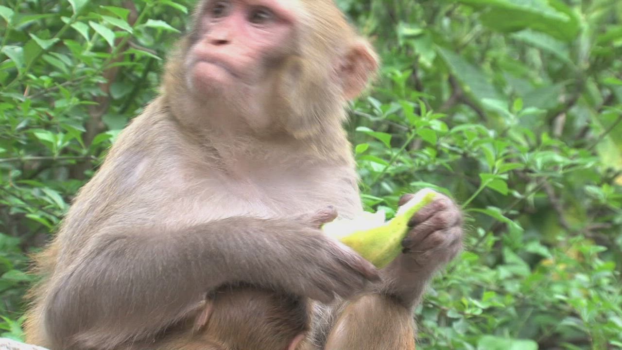 Monkey eating fruit in the wild - Free Stock Video