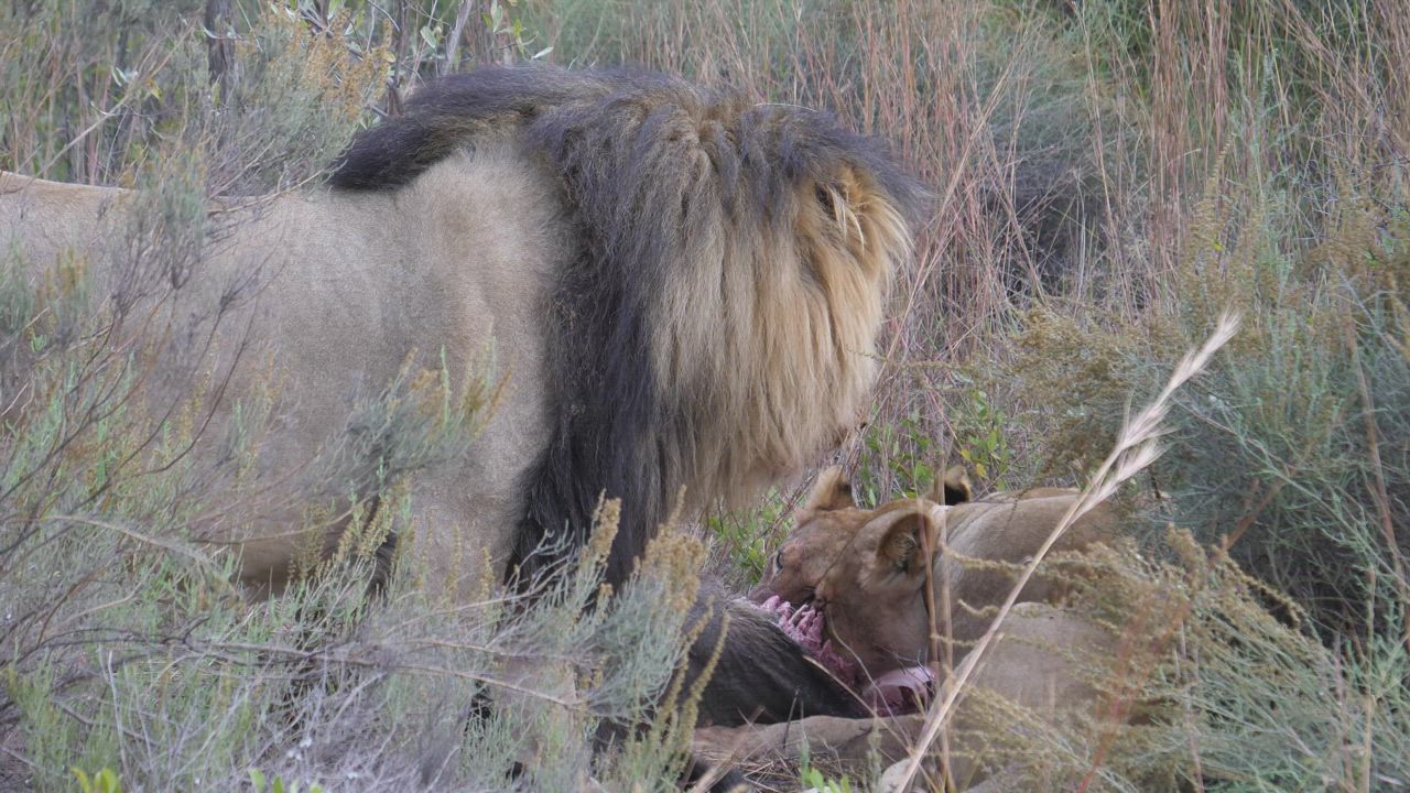 Lions eating from a wildebeest - Free Stock Video