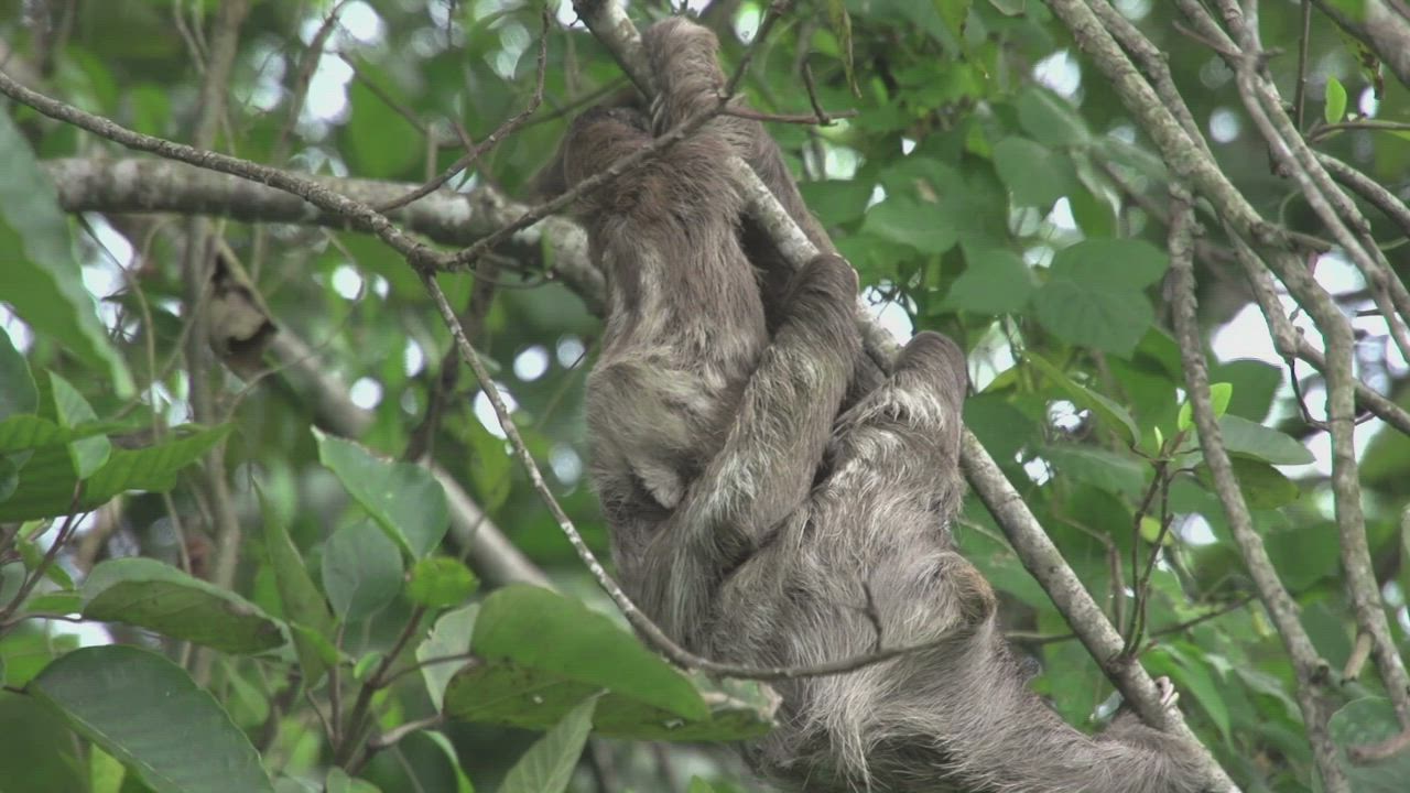 Baby sloth with his mom in a tree - Free Stock Video