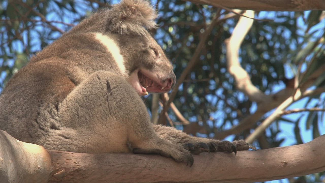 Koala yawning in a tree - Free Stock Video