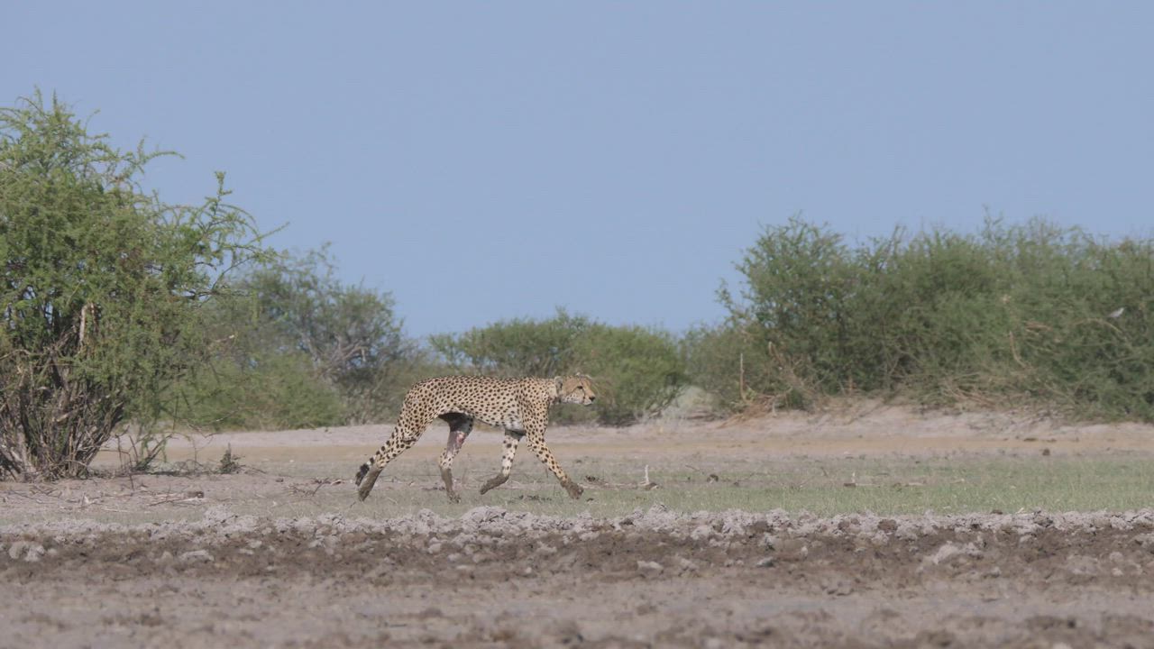 Cheetahs hunting in the savanna - Free Stock Video