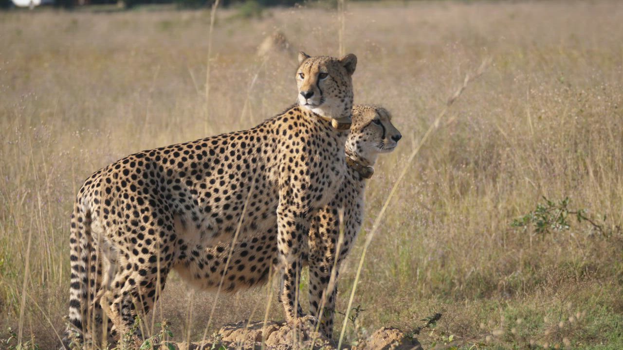 Two cheetahs stand together and look around - Free Stock Video