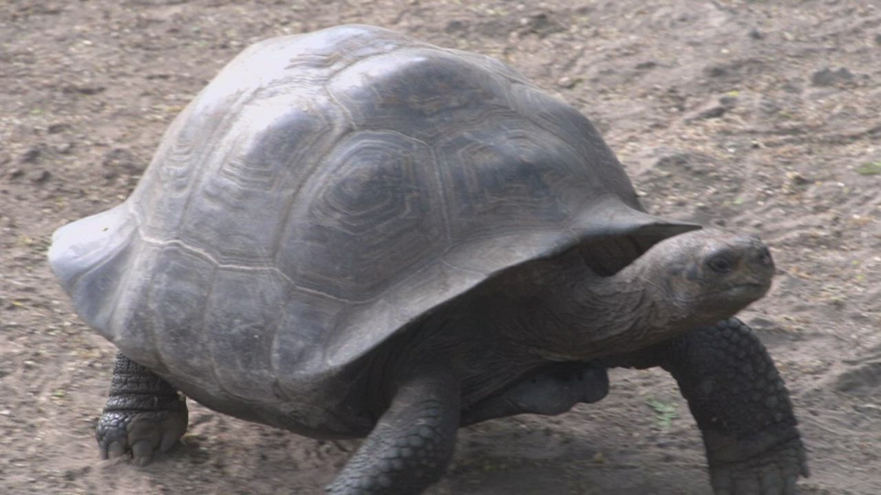 Galápagos tortoise walking - Free Stock Video