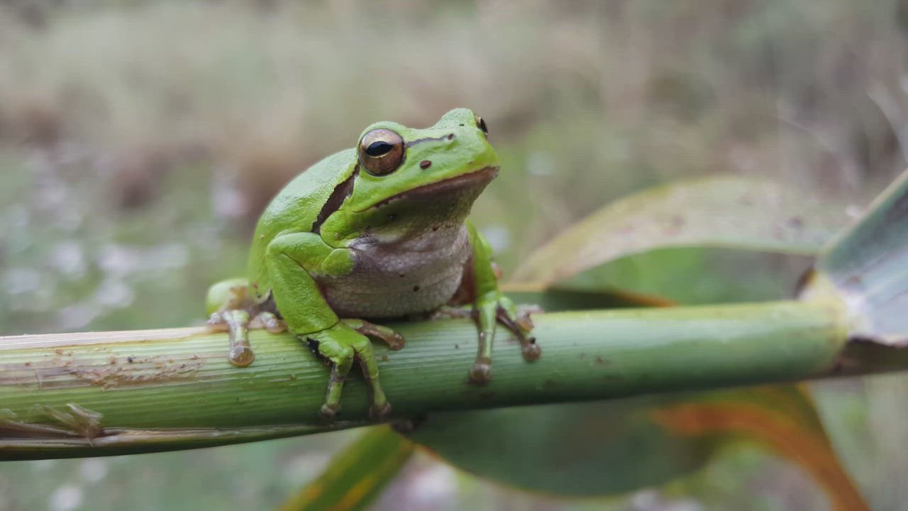 Green frog sitting on a branch - Free Stock Video