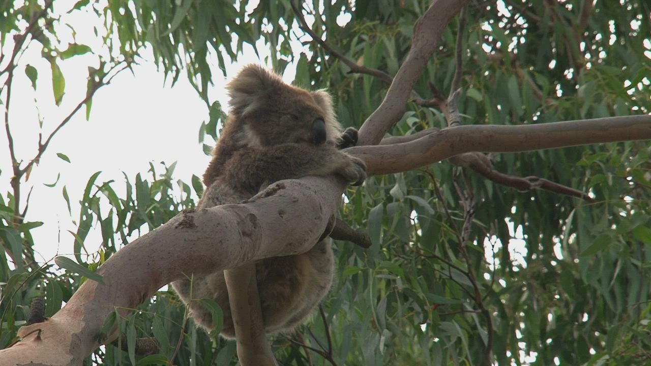 Koala hanging on a tree branch - Free Stock Video