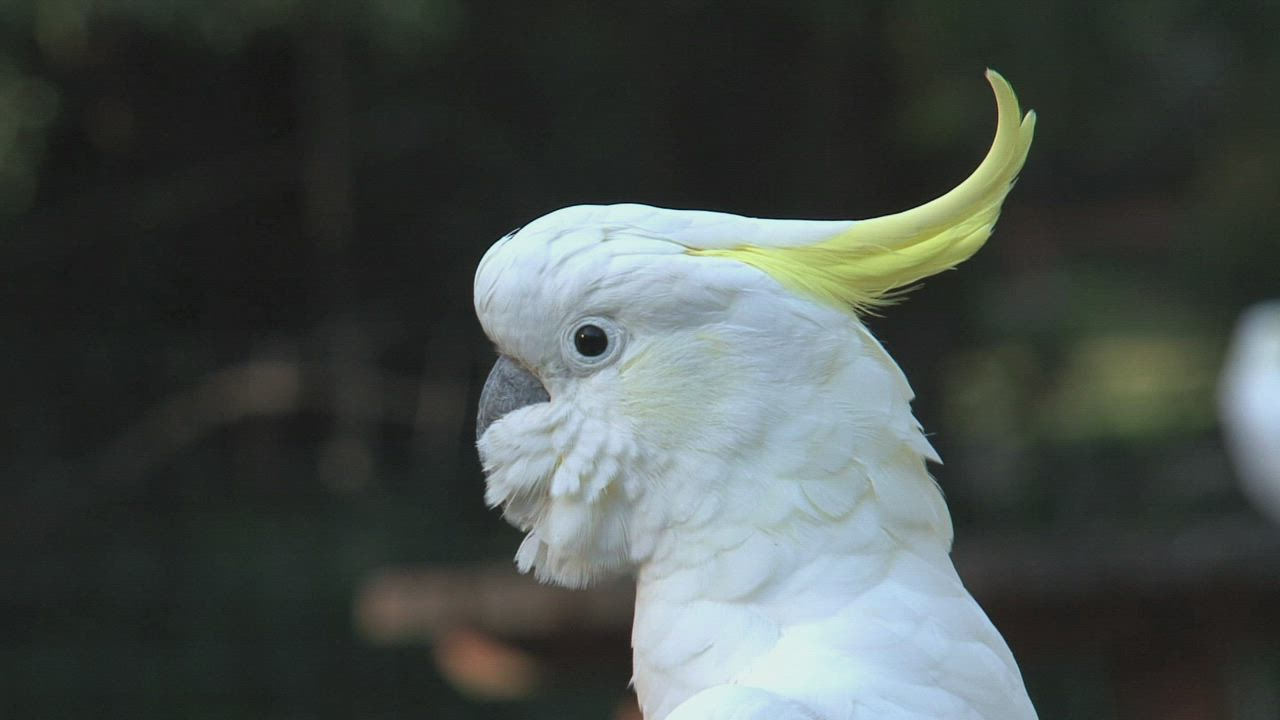 Close up of a Cockatoo head - Free Stock Video