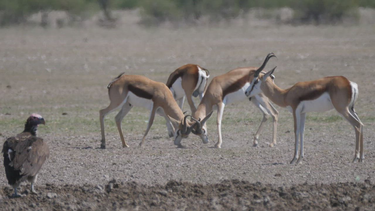 Springbok fighting with horns - Free Stock Video