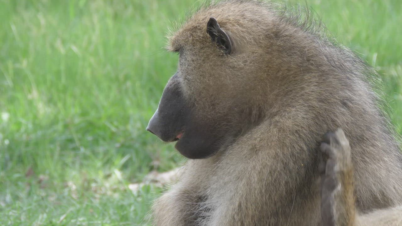 Baboon monkey eating seeds - Free Stock Video