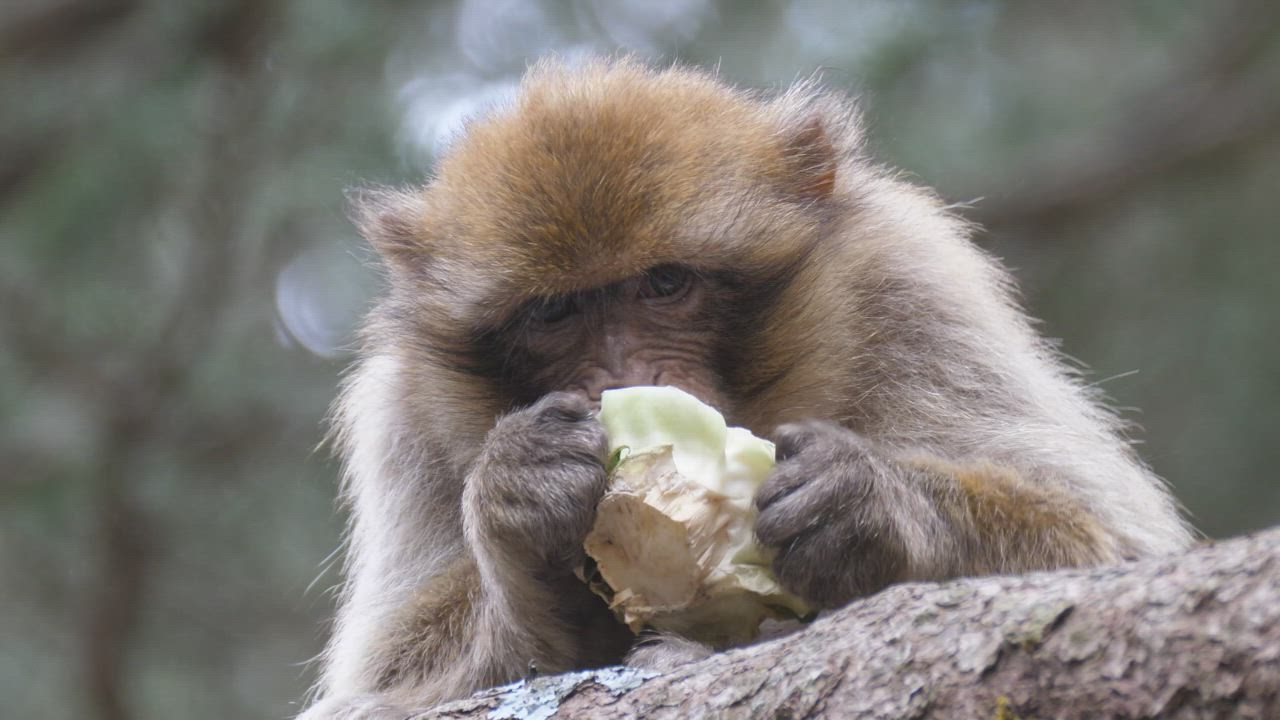 Barbary ape eating fruit on a tree - Free Stock Video