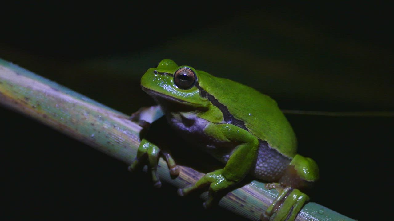 Green frog breathing during a dark night - Free Stock Video