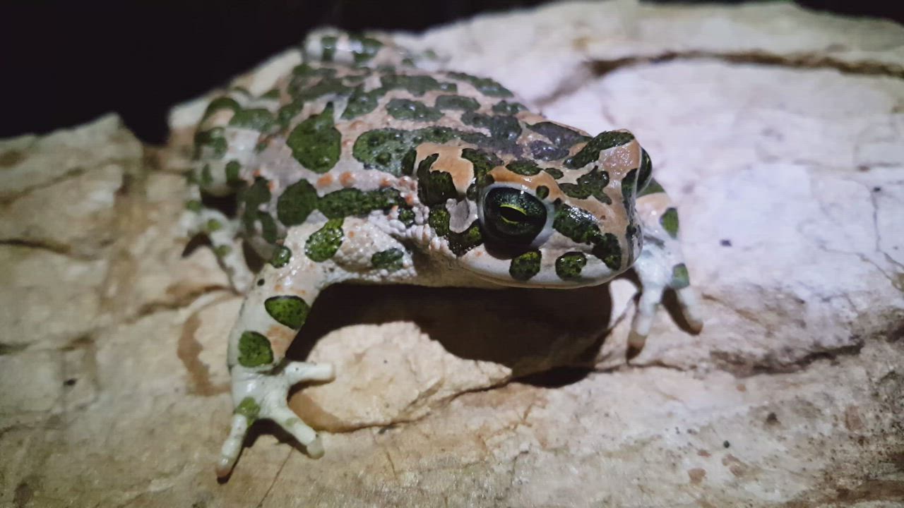 Frog with camouflage pattern standing on a rock - Free Stock Video